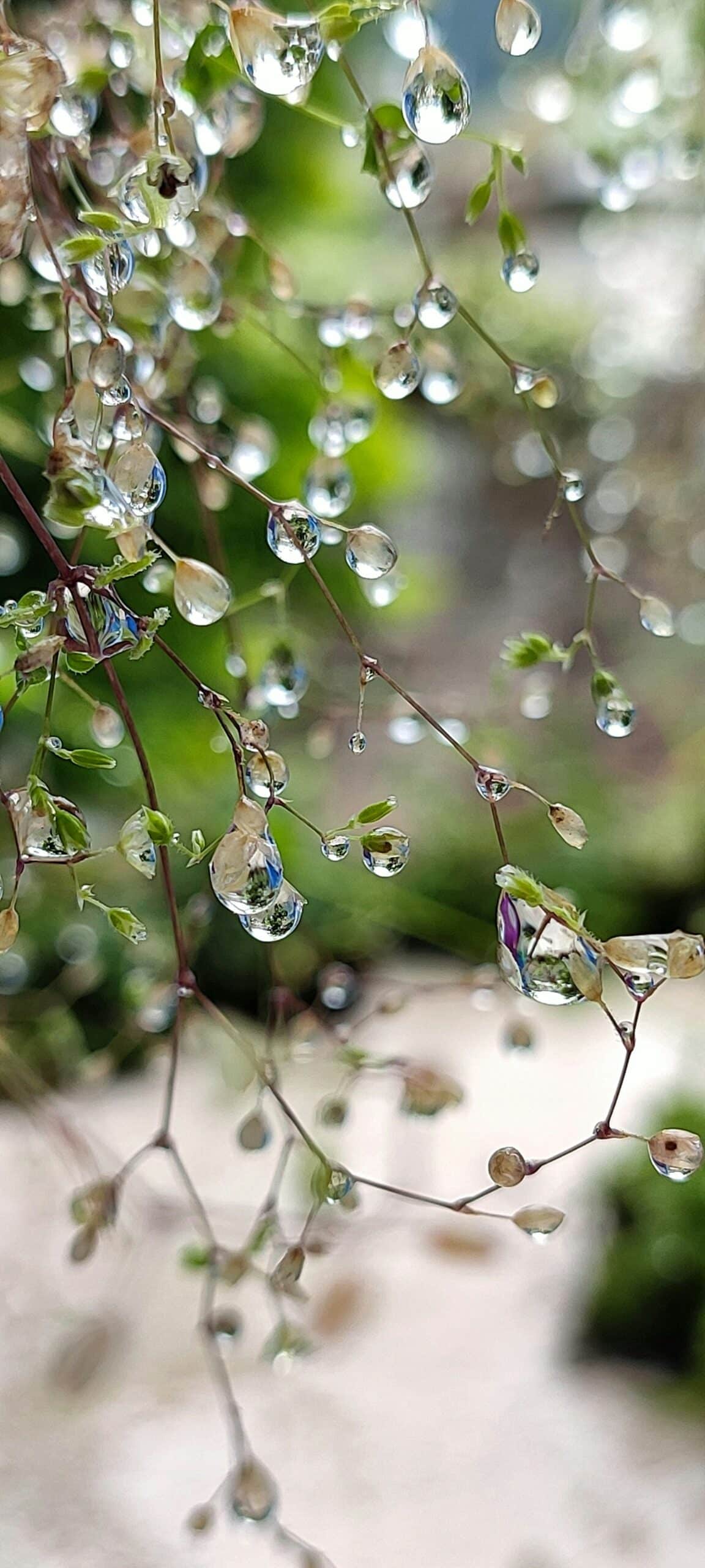 Smart Irrigation Systems | Mountain Home Services